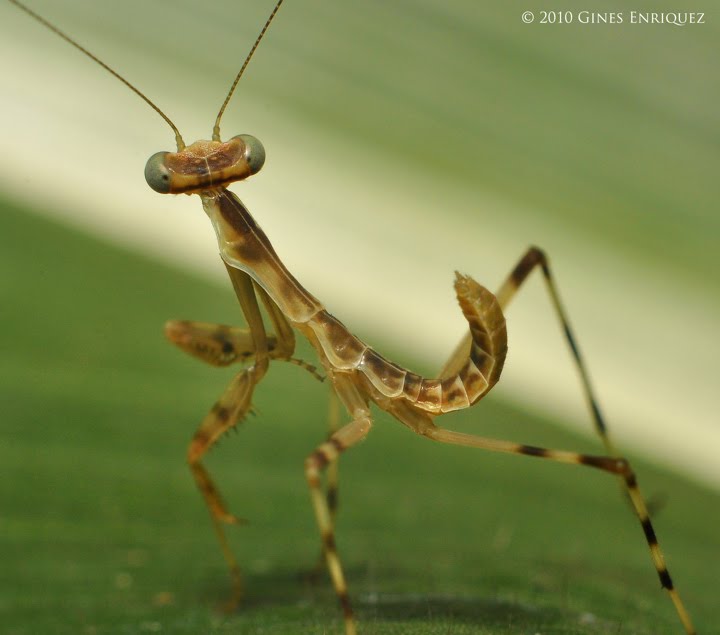 Gines Enriquez The Critterazzi