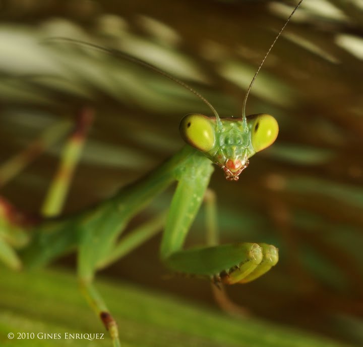 Gines Enriquez The Critterazzi