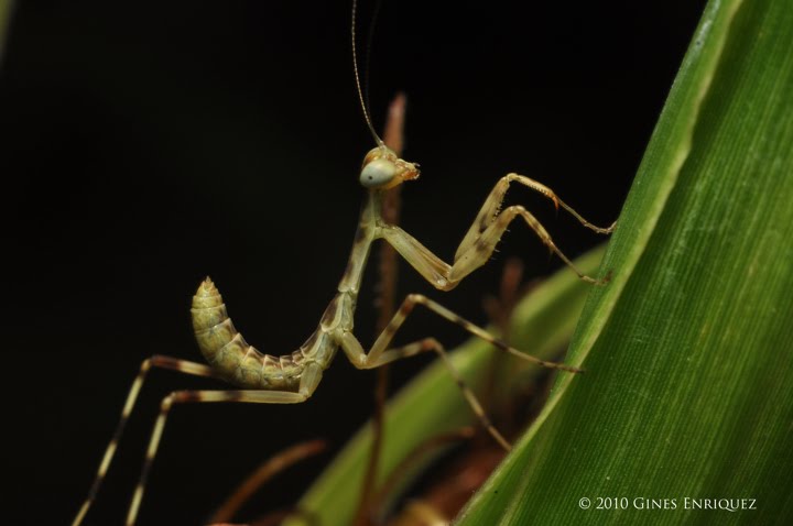 Gines Enriquez The Critterazzi