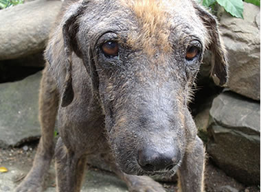 SAM: The life of stray dogs (so pathetic) 2