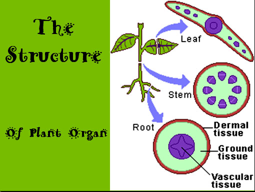 Miss Neetha's Blog: The Structure of Plant Organ