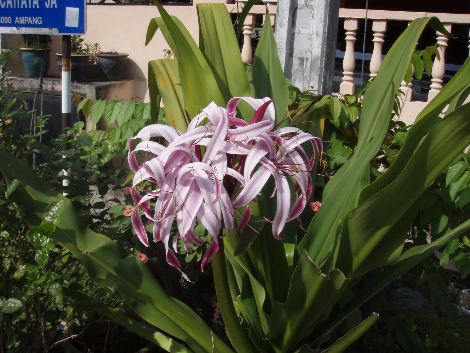 PETUA YANG BAGUSSS...: MENGENALI POKOK TEMBAGA SUASA DAN KHASIATNYA