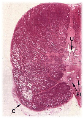 Tecnología Médica Mención Morfofisiopatología y Citodiagnóstico ...