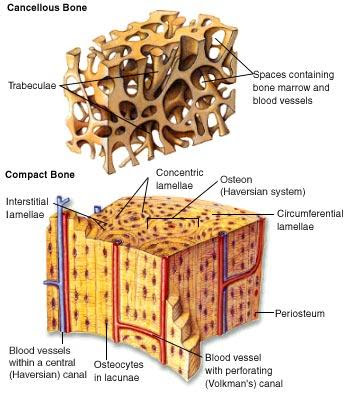 Tecnología Médica Mención Morfofisiopatología y Citodiagnóstico ...