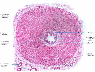 Tecnología Médica Mención Morfofisiopatología y Citodiagnóstico ...