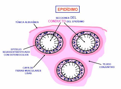 Tecnología Médica Mención Morfofisiopatología y Citodiagnóstico ...