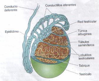 Tecnología Médica Mención Morfofisiopatología y Citodiagnóstico ...