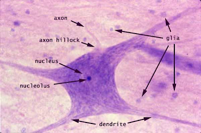 Tecnología Médica Mención Morfofisiopatología y Citodiagnóstico ...