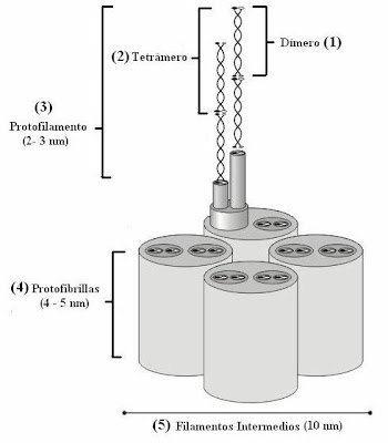 Tecnología Médica Mención Morfofisiopatología y Citodiagnóstico ...