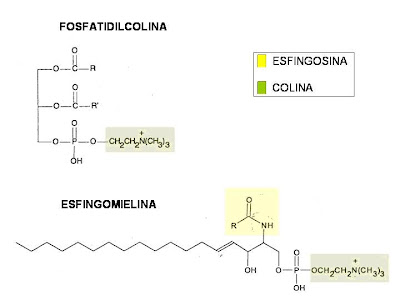 Tecnología Médica: Identificación de Lípidos que contienen Colina