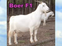 Ternakan Kambing: Kambing Boer