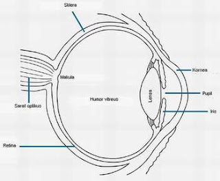 Kesehatan Milik Semua: Mata & Penglihatan