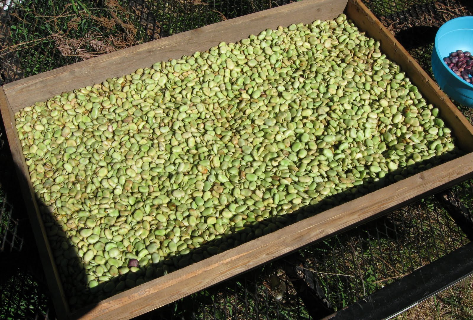 Our Subsistence Pattern: Harvesting Fava Beans
