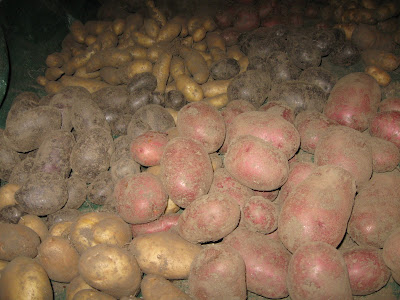Our Subsistence Pattern: Harvesting Potatoes