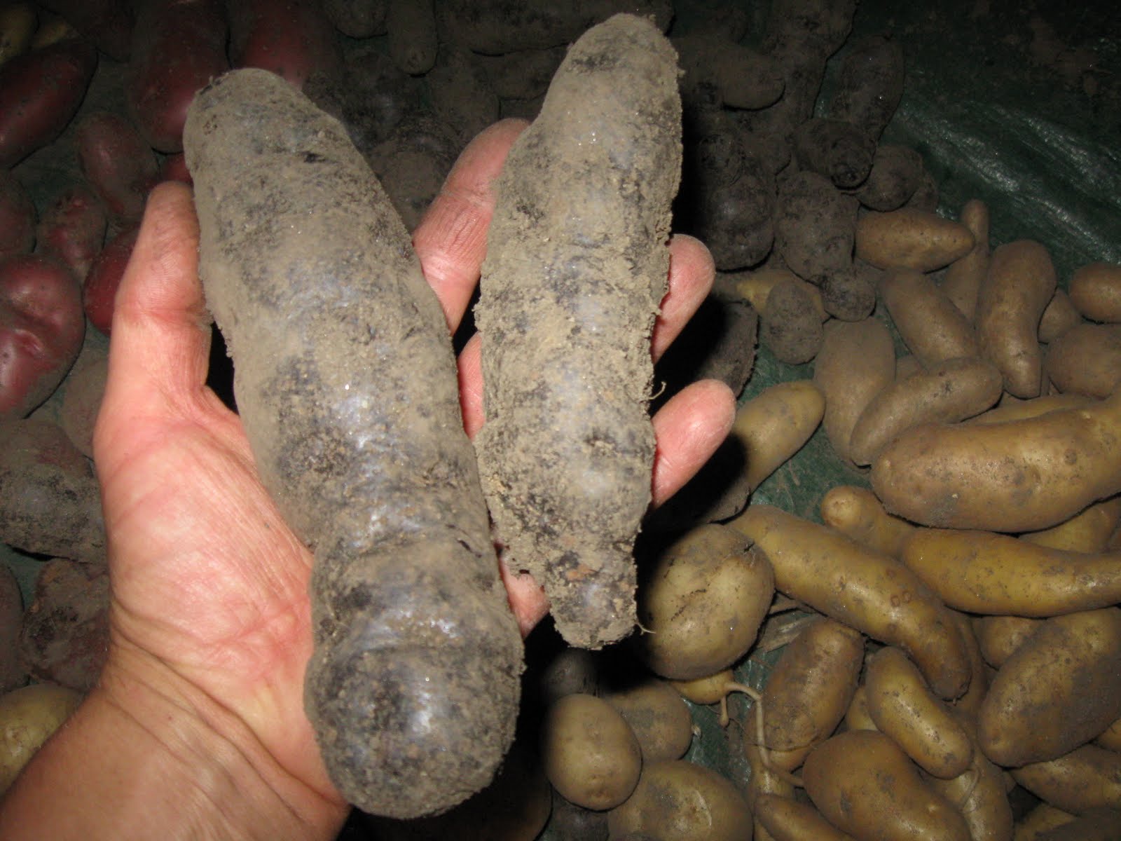 Our Subsistence Pattern: Harvesting Potatoes