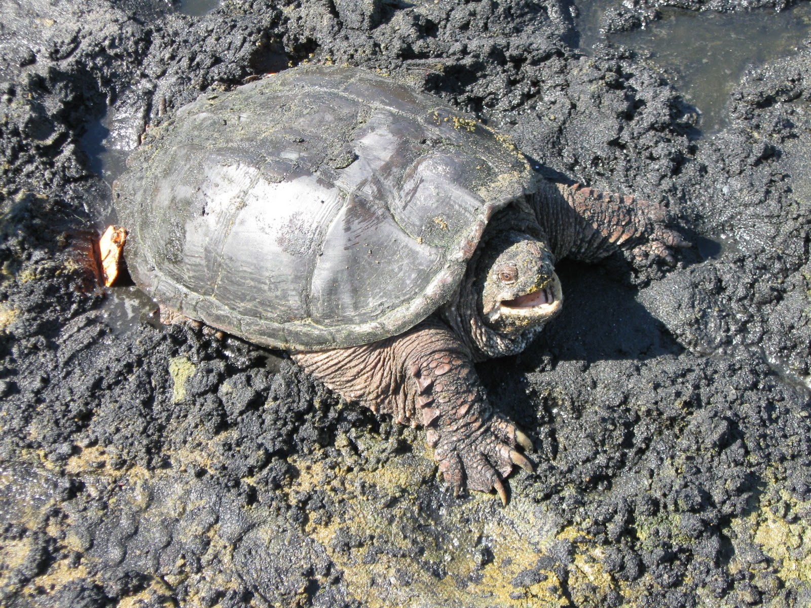 Terrapin Procrastination: Snapping turtles of Long Island