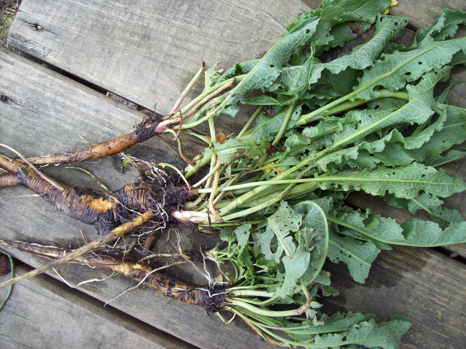 Imagine: Wild Mustard?