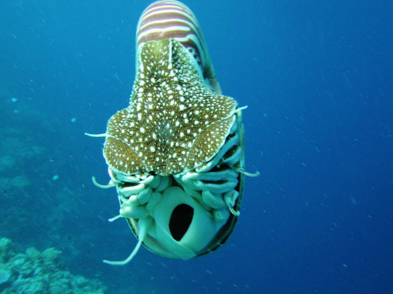 Buceo en seco: Animales MarinosBuceo en seco