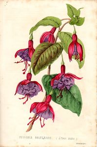 THE ITALIAN WARS OF INDEPENDENCE: solferino san martino