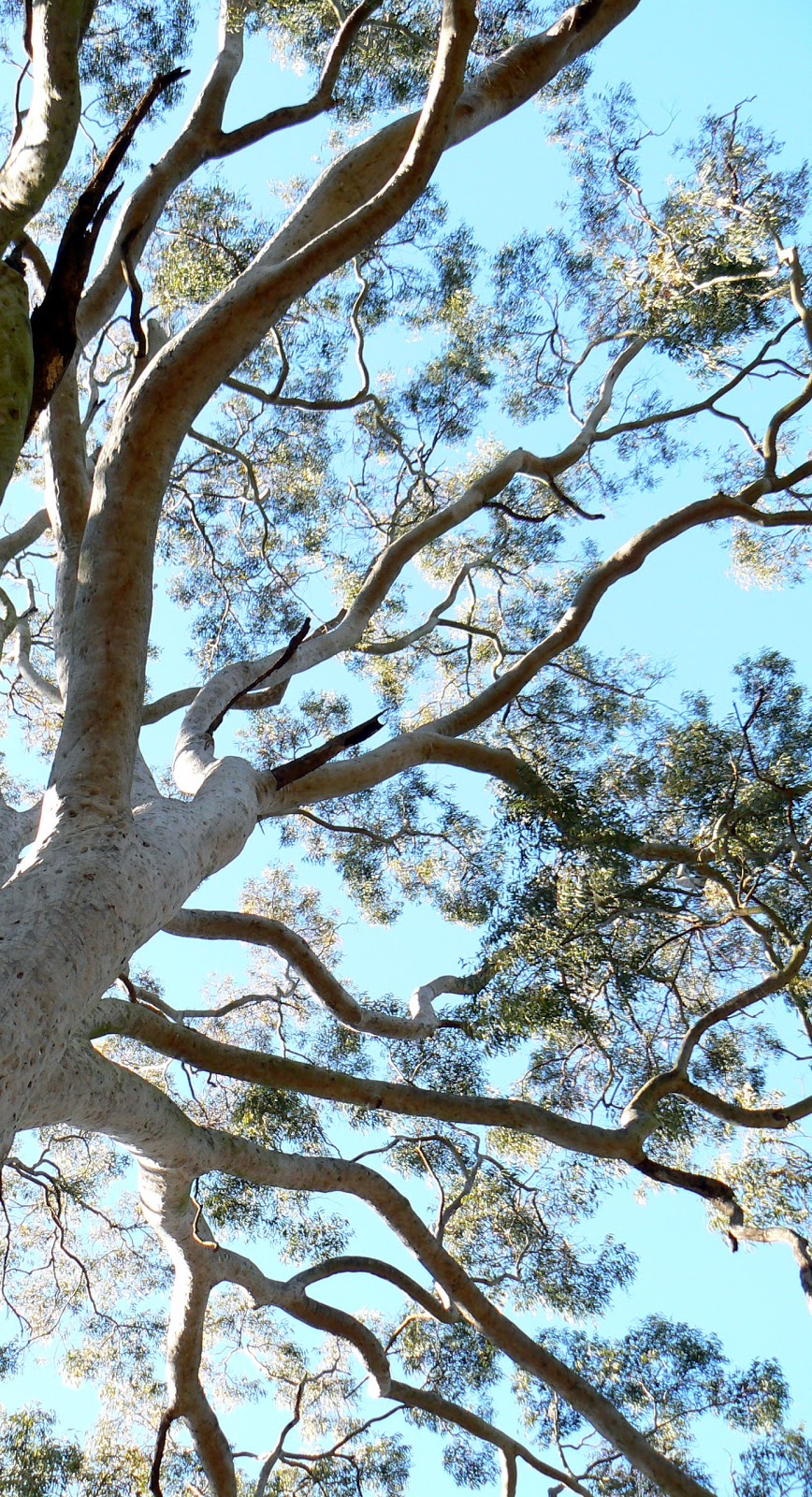 MY GROWING PASSION: November 2010