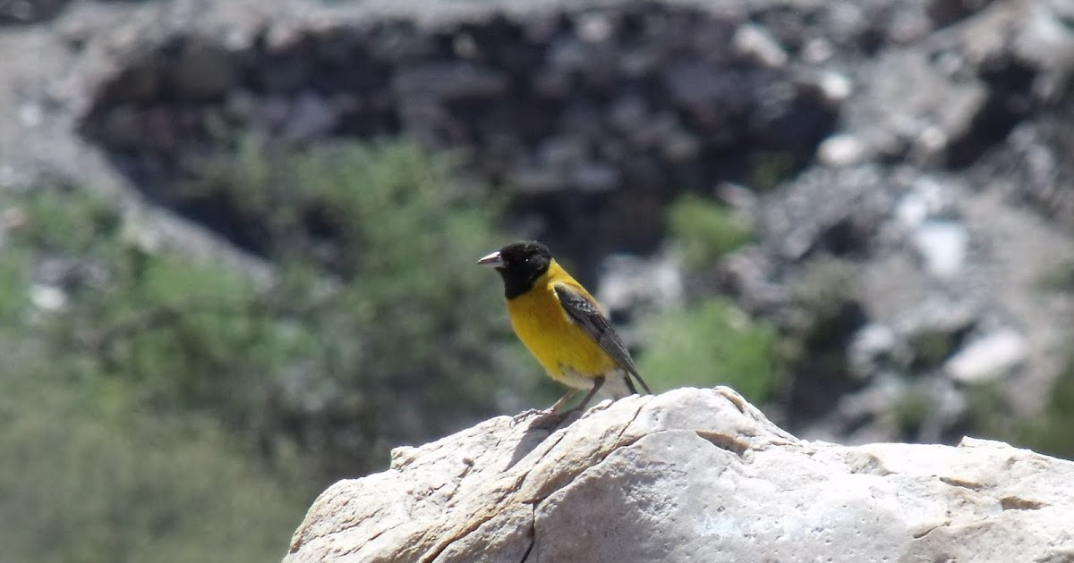 NATURALEZA Y CULTURA: Aves de la Quebrada de Humahuaca