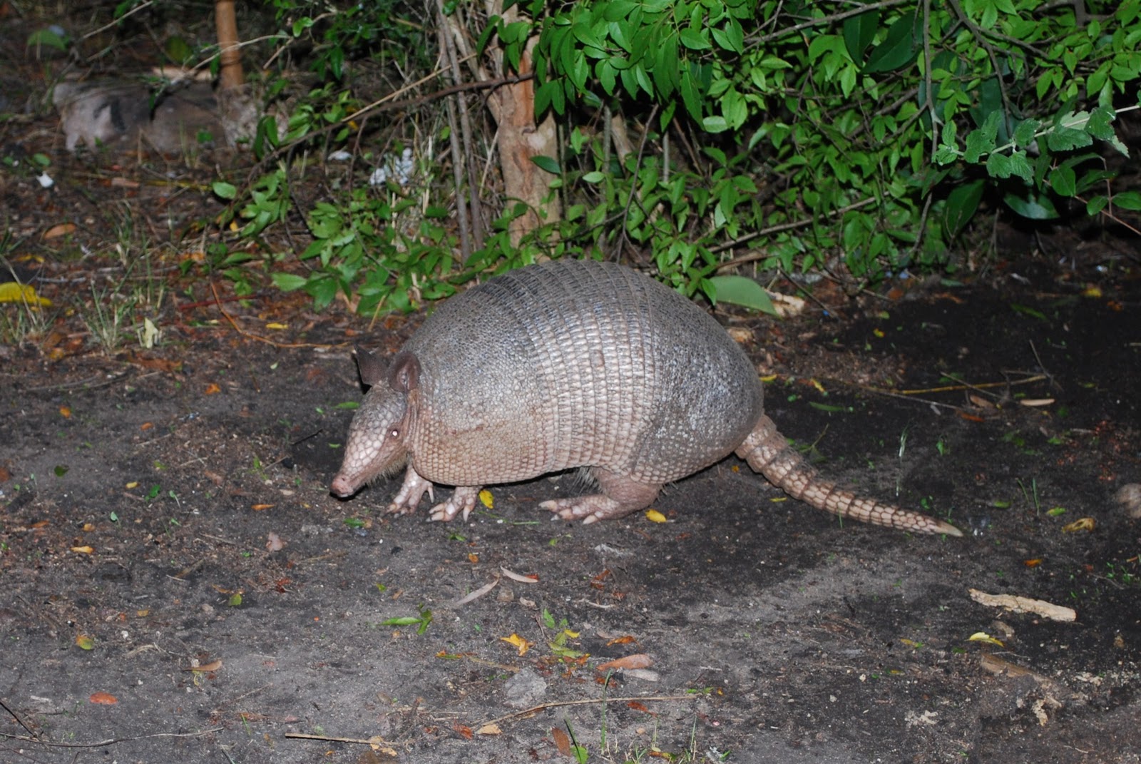 NATURALEZA Y CULTURA: La Mulita Grande