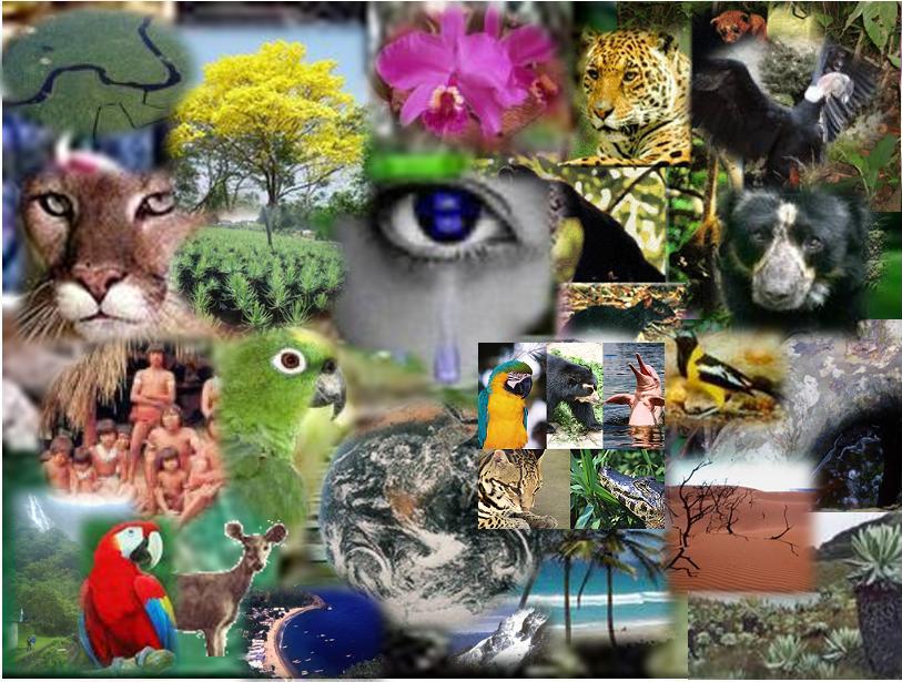 TIC A SUS SERVICIOS: Caracteristicas de los seres vivos