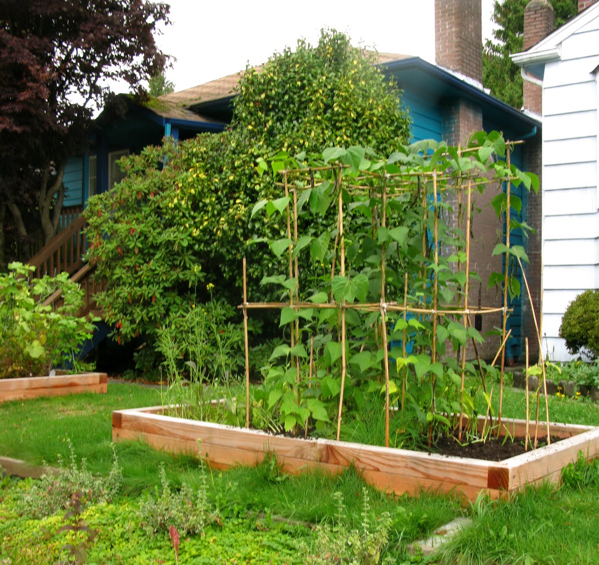 Growing Edibles in Vancouver, British Columbia: Vegetables in the Front ...