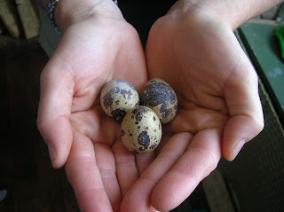 A Night on the Tiles: Quail from heaven - Exodus 16:13