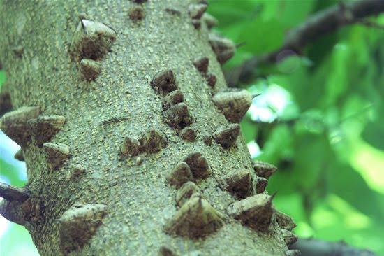 The World's Hardest Tree to Climb ~ Alpin Funny Picture!!