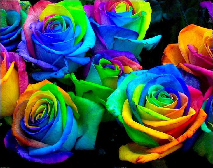 Rainbow Roses: All Colors in One Rose ~ Alpin Funny Picture!!