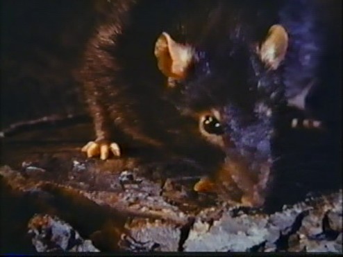 Psychostasy of the Film: Ben (1972)