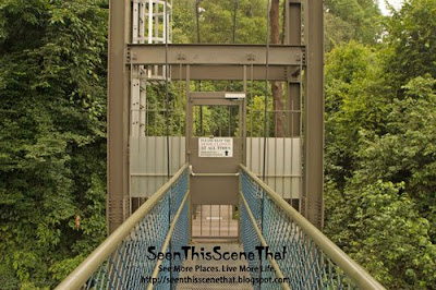 MacRitchie Nature Trail: Tree Top Bridge