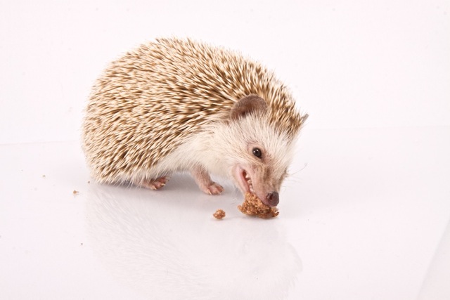 The Adventures of Hedgie the Hedgehog