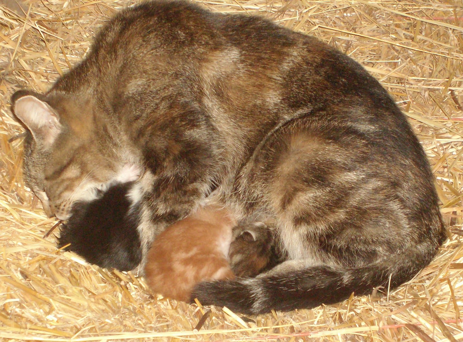 Inkwell Inspirations: Barn Cats: Not a Perfect Society