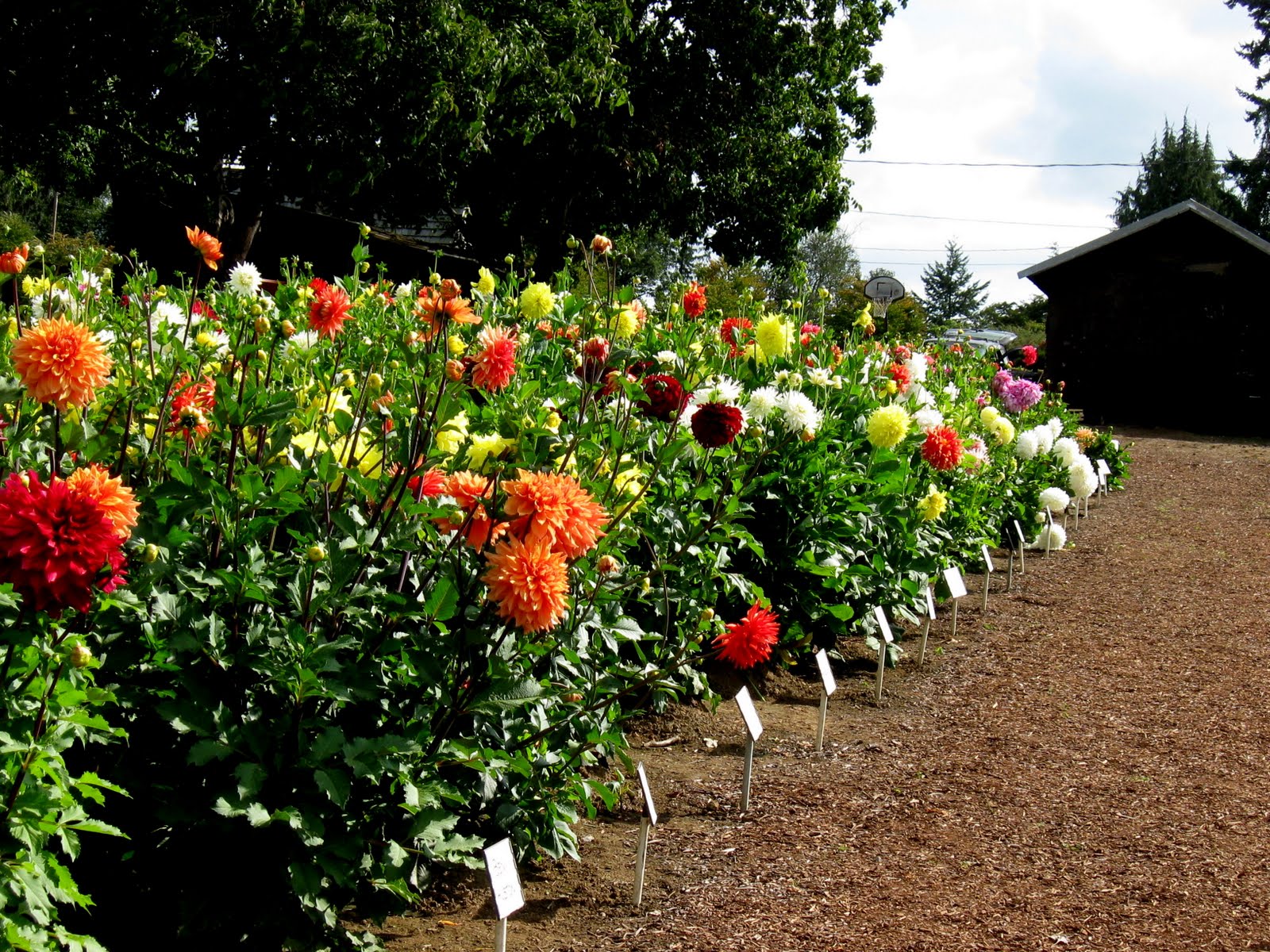 Family Trees May Contain Nuts: DIVINE DAHLIAS DAHLINK