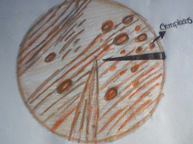 Biologia/practicas: PRACTICA DE IDENTIFICACION DE ESTRUCTURAS Y ...