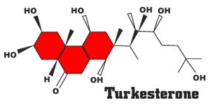 In vitro Production of Metabolism-Enhancing Phytoecdysteroids from ...