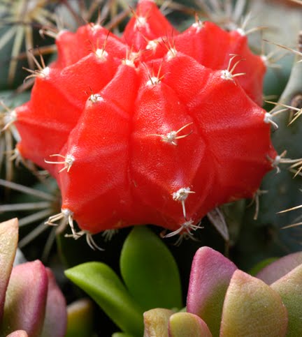 nost: Cactus (Cactaceae)