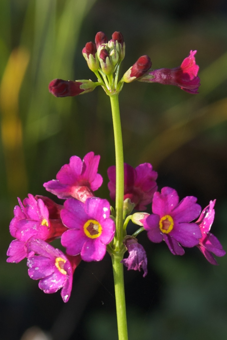 Wild Ginger Farm News Blog: Hardy Primroses