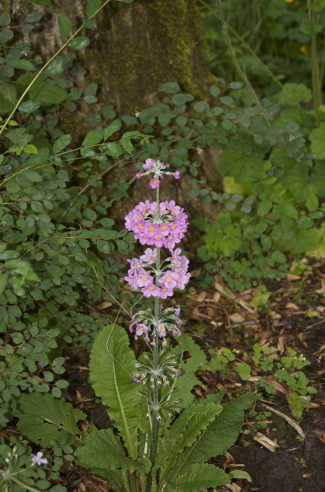 Wild Ginger Farm News Blog: Hardy Primroses