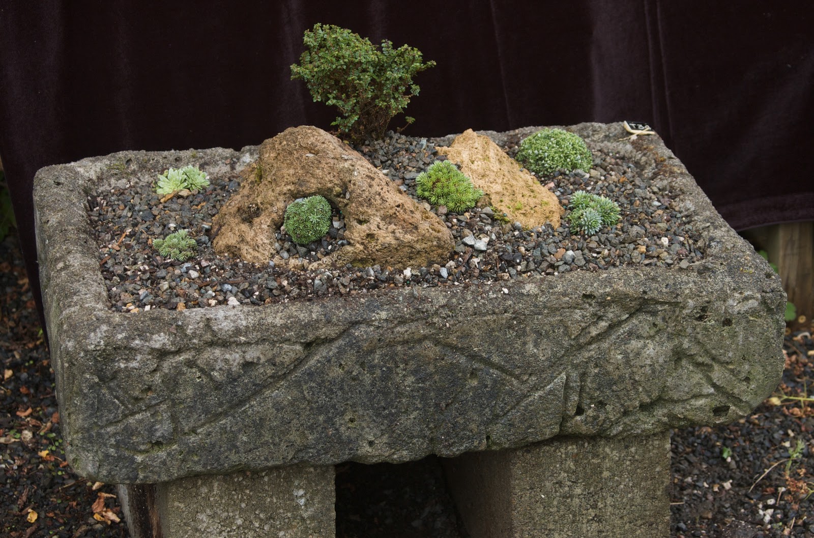 Wild Ginger Farm News Blog: Dwarf and Miniature Conifers