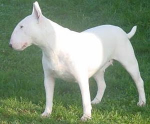 los perros: EL BULL TERRIER