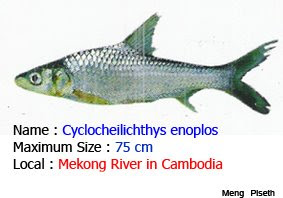 ប្រភេទត្រីទឹកសាបនៅក្នុងប្រទេសក្ពុជា: Cyclocheilichthys enoplos