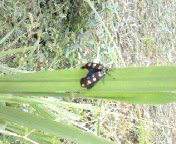 entomologia ju "el mundo de los insectos"