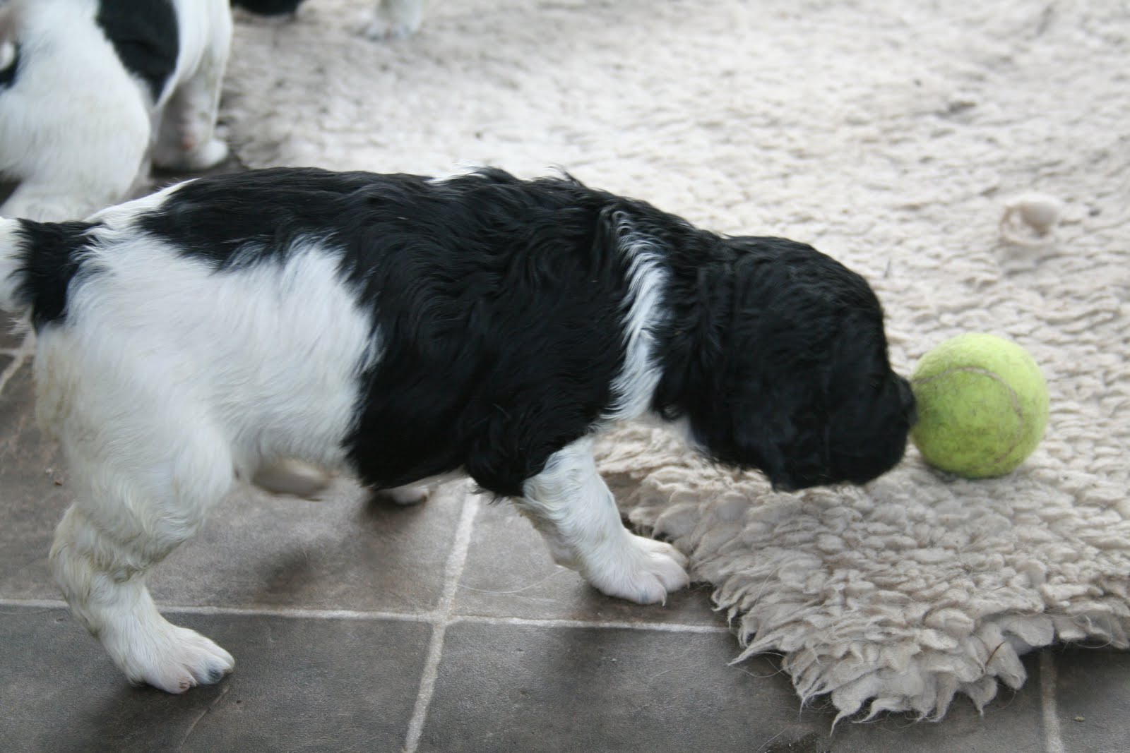 paws puppies: out and about