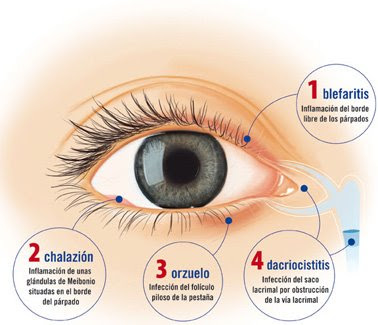 la vision: Anexos del bulbo ocular