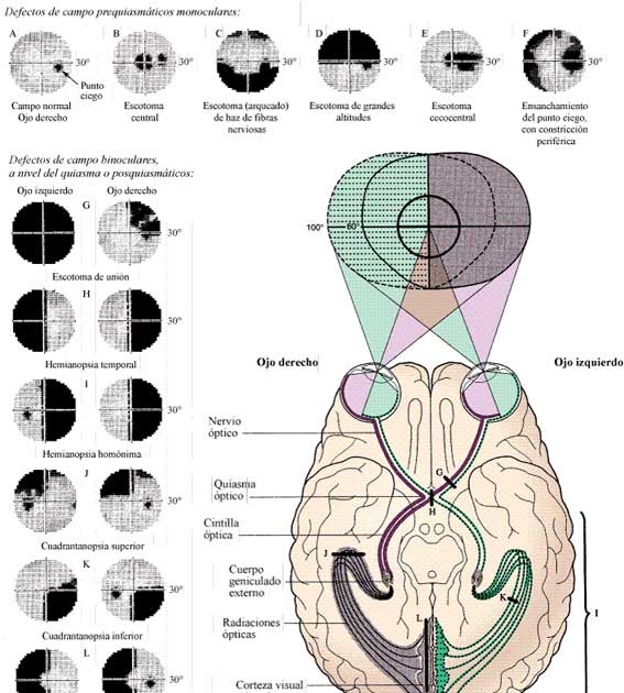 la vision: La Vía Óptica