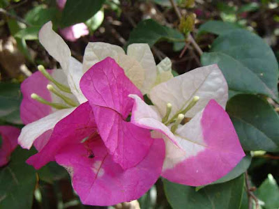 Exploring Mexico in our Motorhome: Return trip to El Quelite - No Iguanas