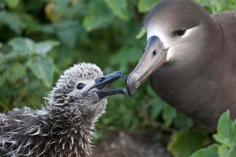 FOAM: Albatross "Baby" Pictures